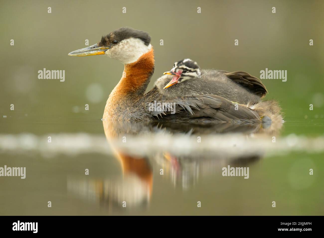 red-necked grebe with chick in water Stock Photo - Alamy