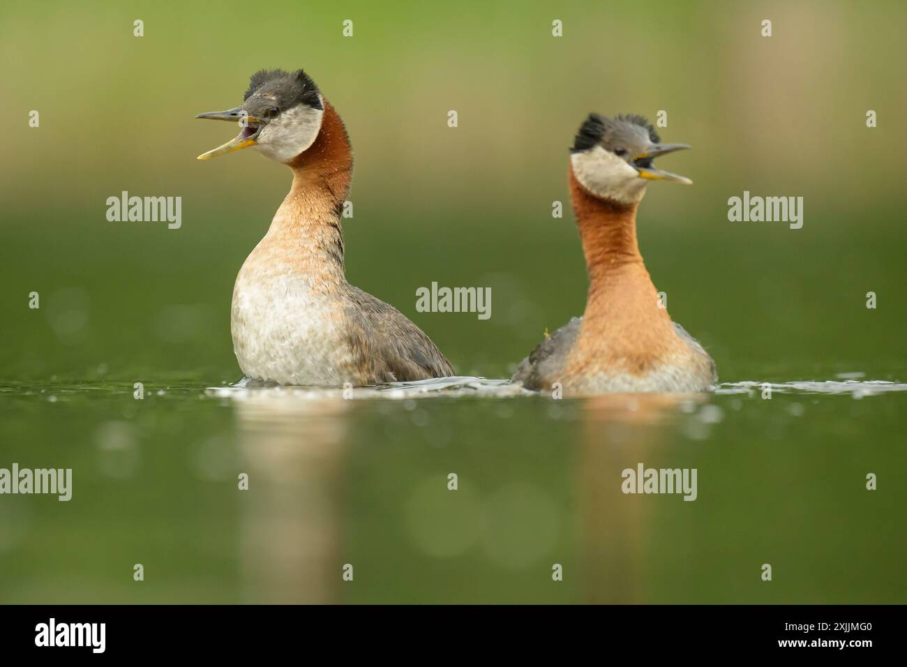 Beautiful display natural beauty hi-res stock photography and images ...