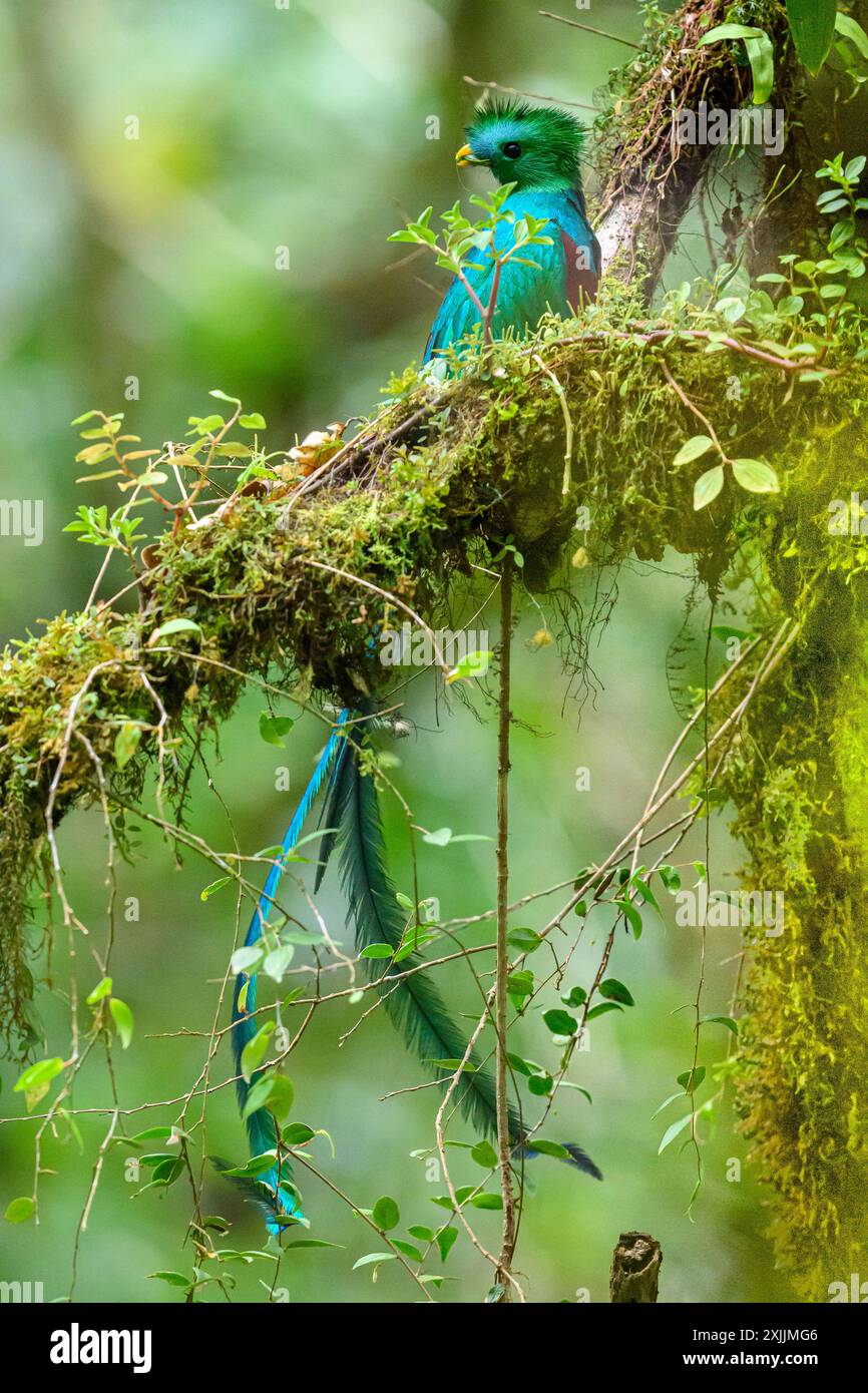 Resplendant Quetzal in Cloud Forest of Panama Stock Photo - Alamy