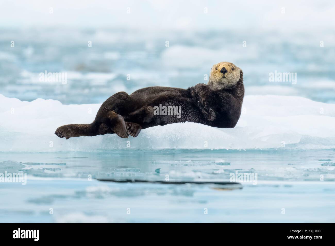 Northern sea otter resting on iceberg in Alaska Stock Photo - Alamy