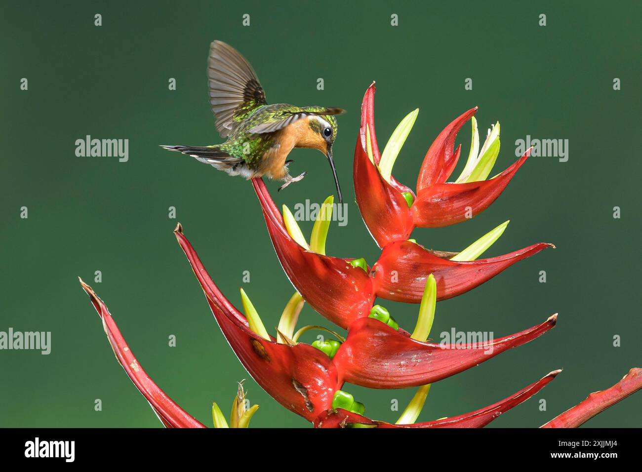 Fauna de panama hi-res stock photography and images - Alamy