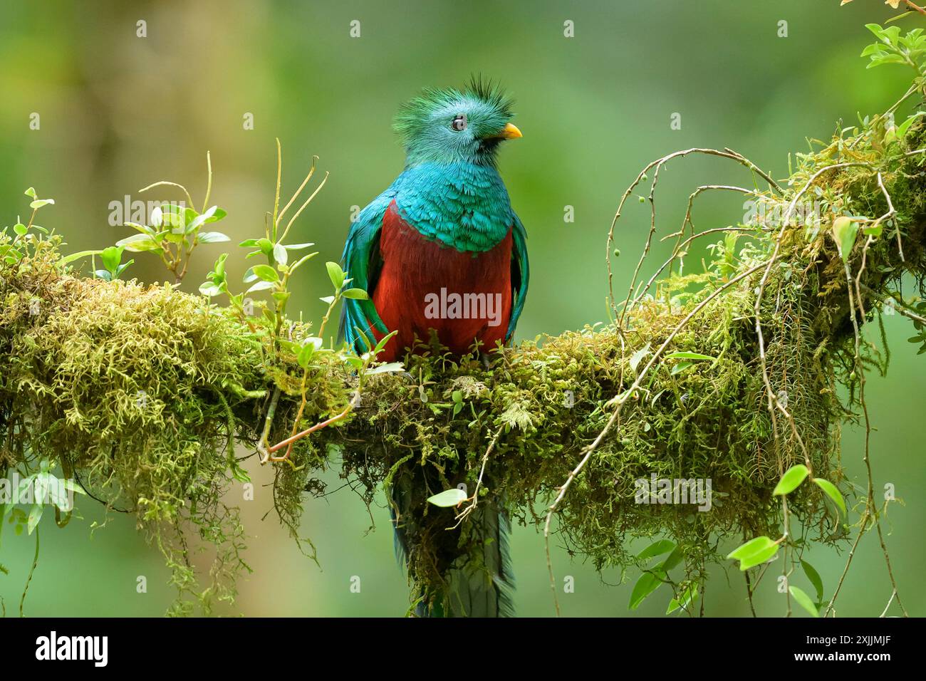 closeup of resplendent quetzal on moss covered branch in cloud forest ...