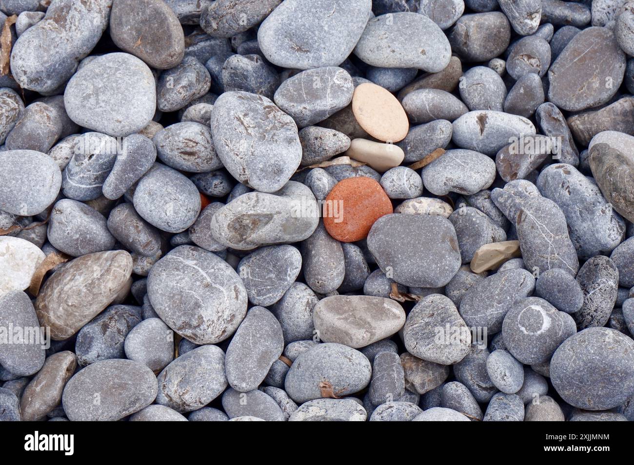 A tan rock amongst gray rocks on the beach Stock Photo - Alamy