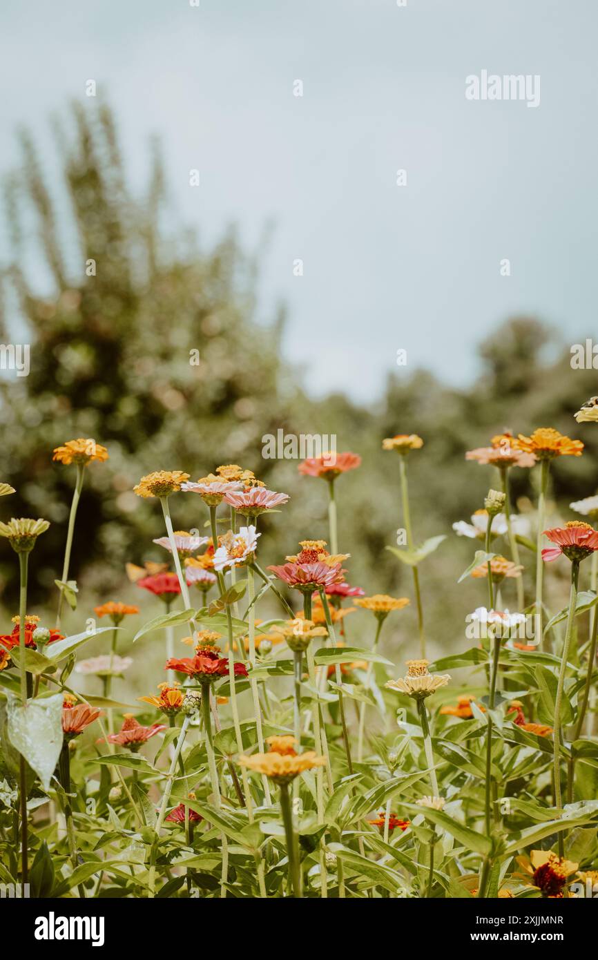 Zinnia farm hi-res stock photography and images - Alamy