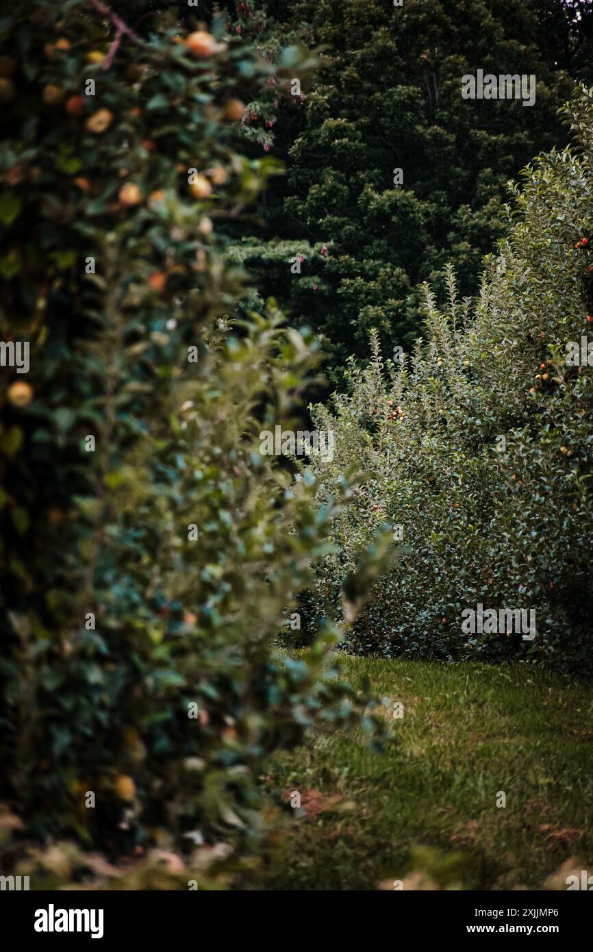 Beauty in North Carolina Apple Country Stock Photo - Alamy