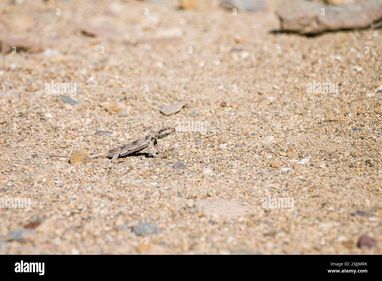 A small lizard is walking across a sandy beach Stock Photo - Alamy