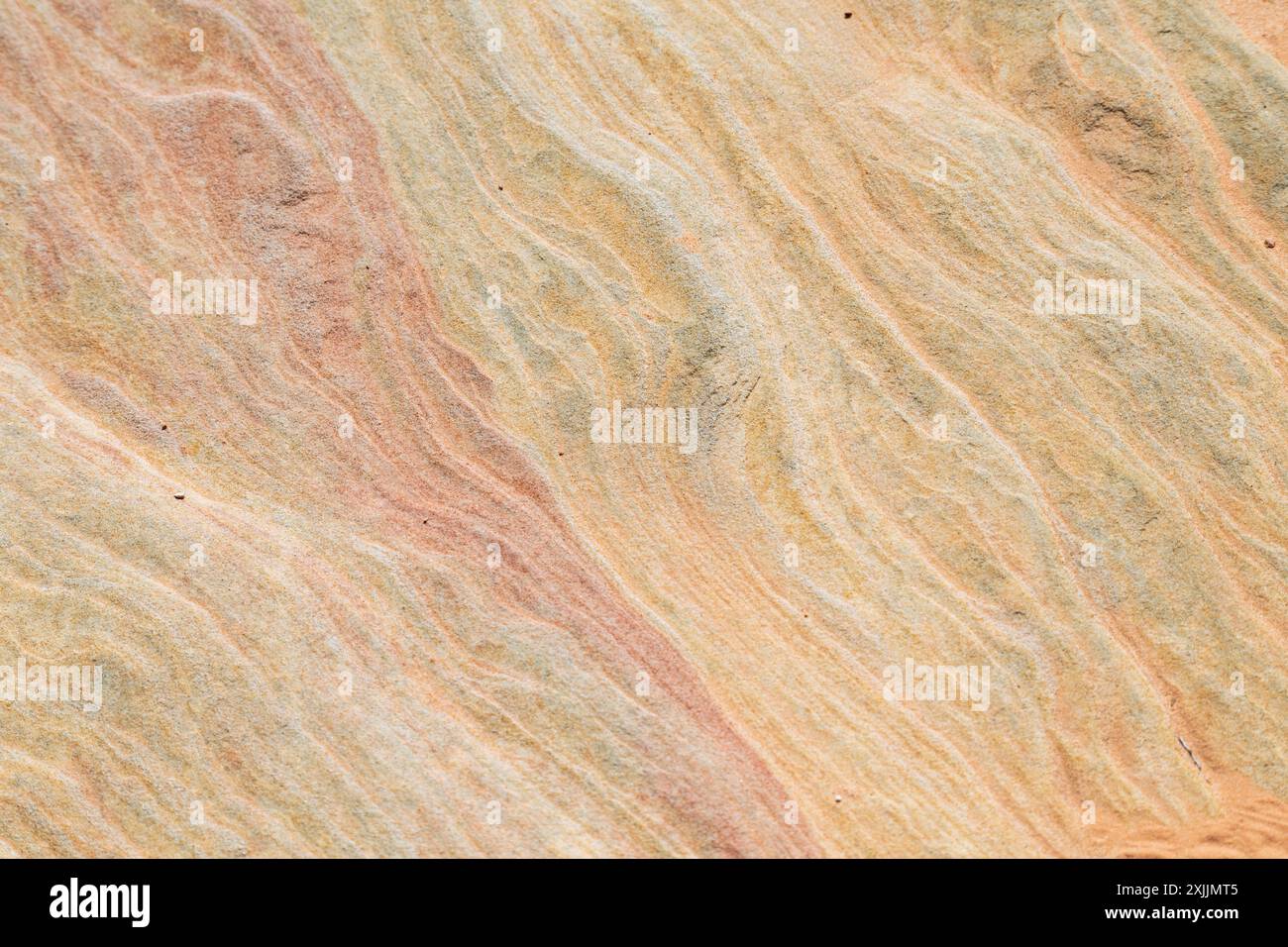 Macro del desierto hi-res stock photography and images - Alamy