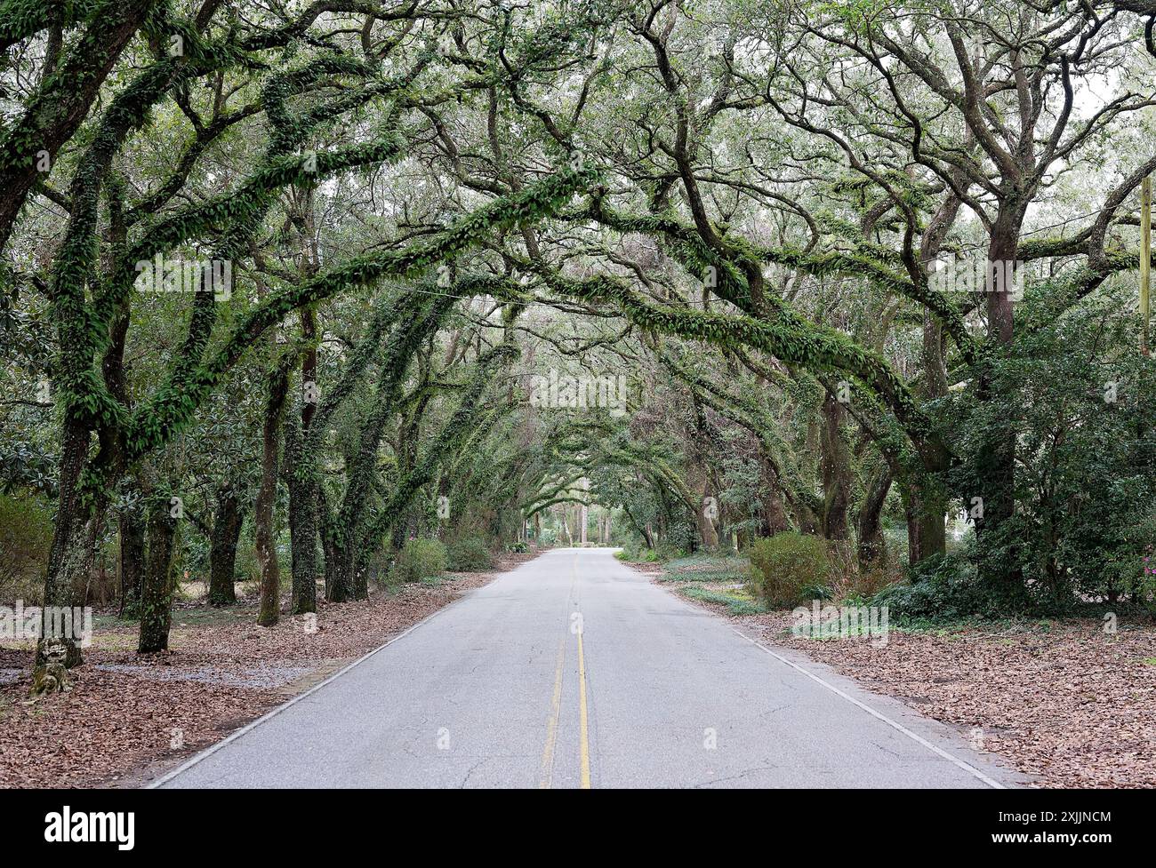 Tree-lined road with arching branches in Magnolia Springs, Alabama ...