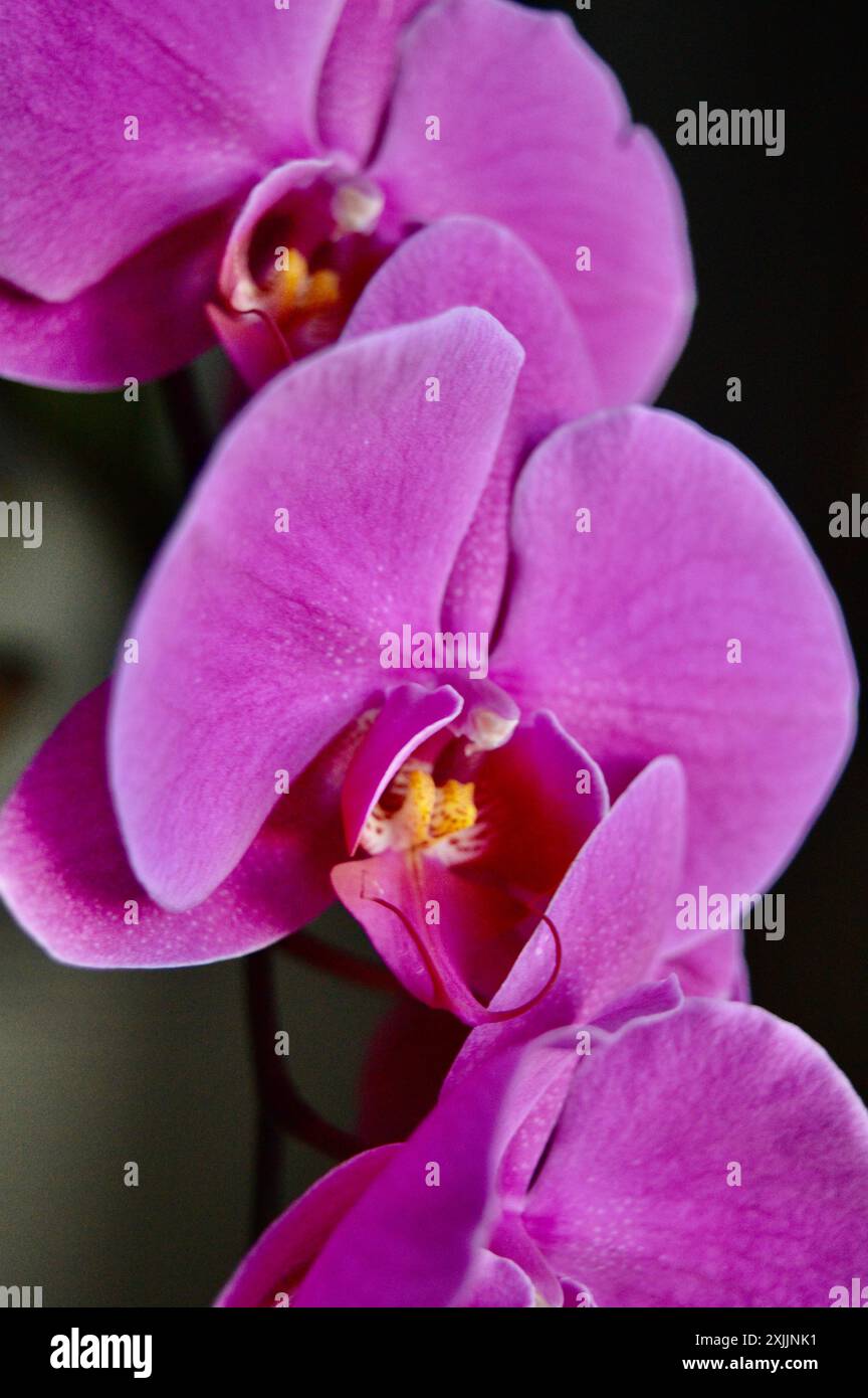 Pink Orchids showing Dorsal and Lateral Sepals Stock Photo - Alamy