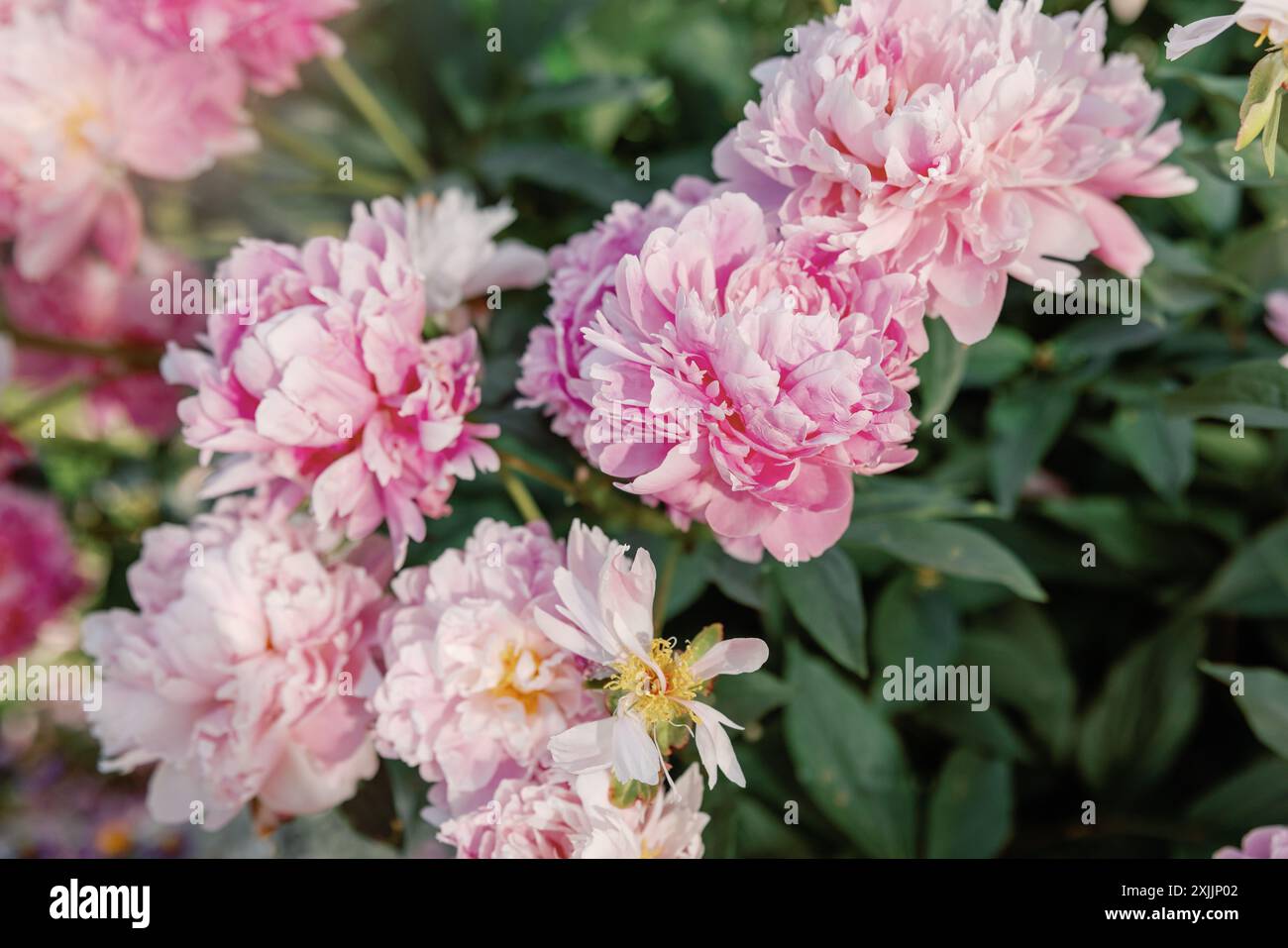 Peonies in full bloom hi-res stock photography and images - Alamy