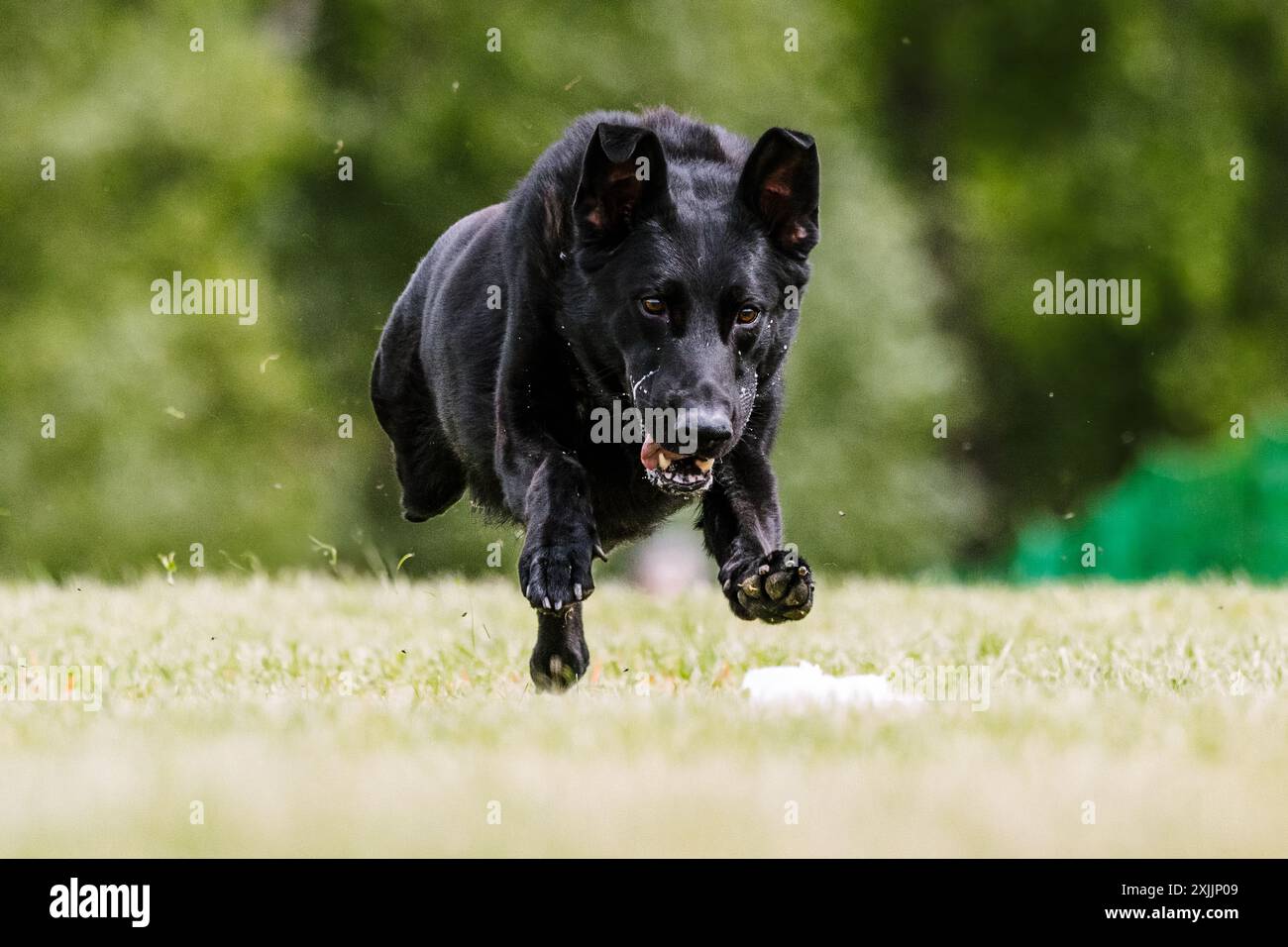 Black German Shepherd Dog Running Lure Coursing Dog Sport Stock Photo ...