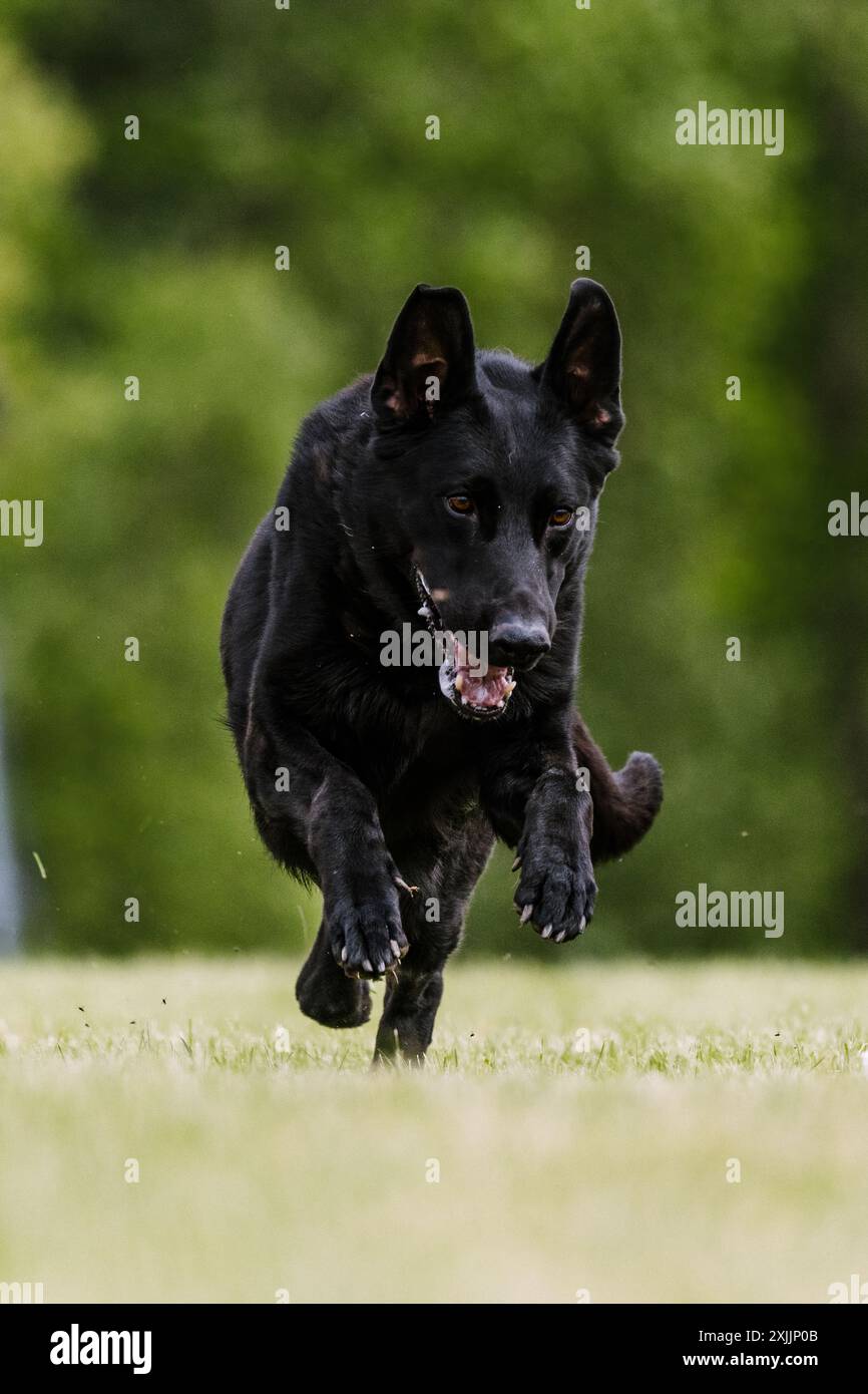 Dog german shepherd run hi-res stock photography and images - Alamy