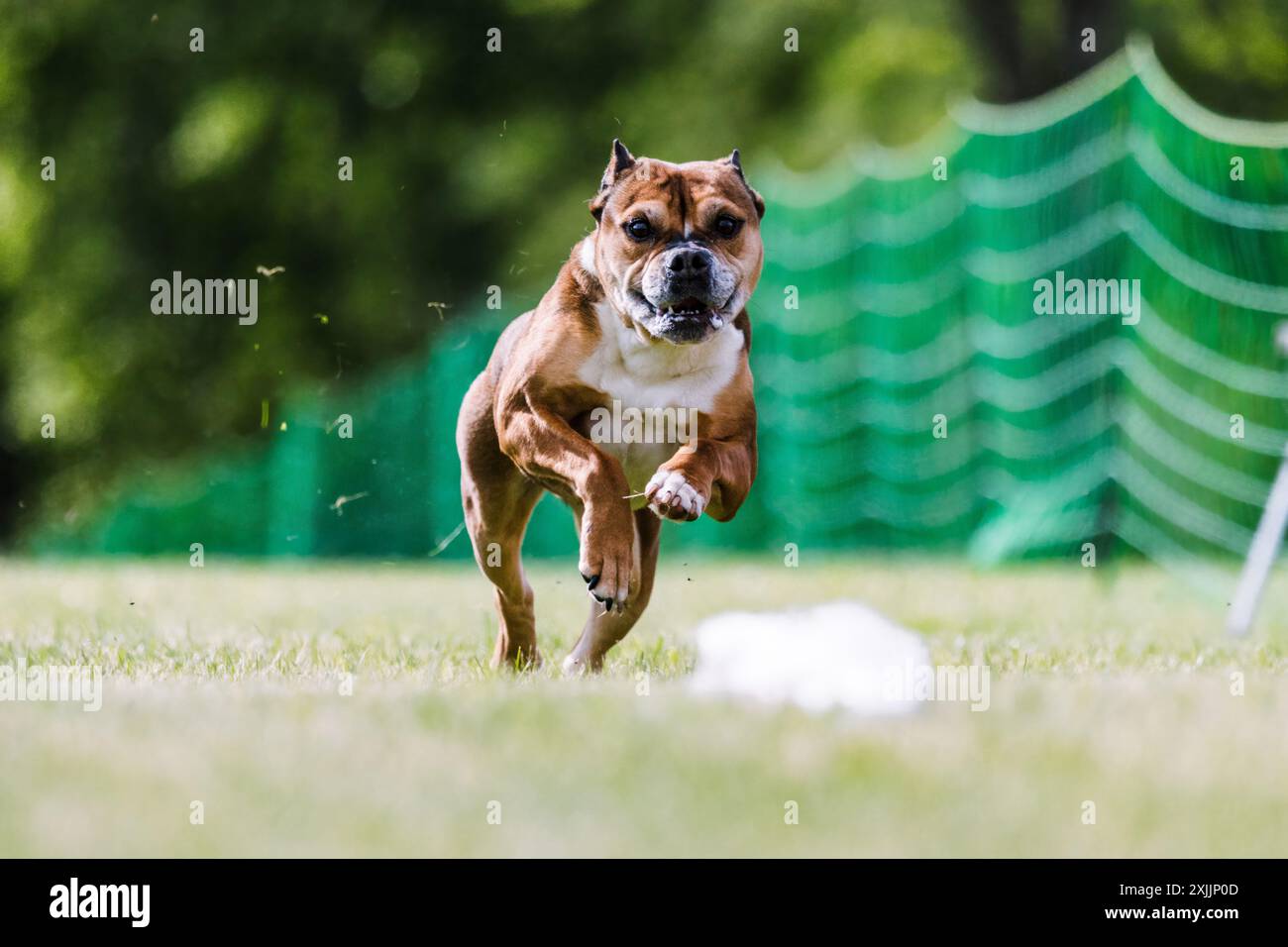 Staffordshire Bull Terrier Running Lure Coursing Dog Sport Stock Photo ...