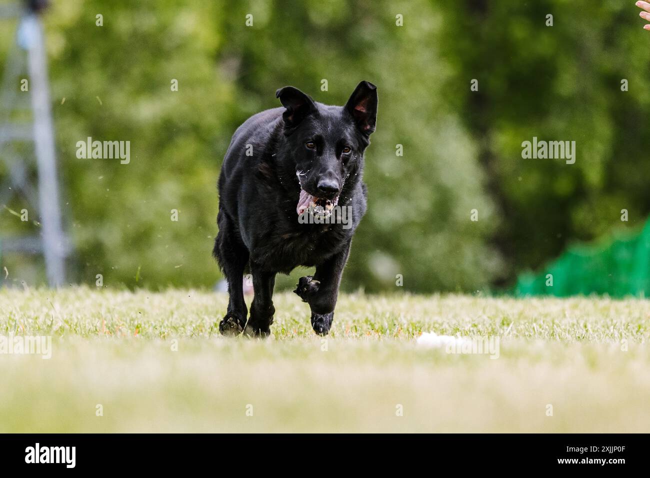 Black german shepherd dog running hi-res stock photography and images ...