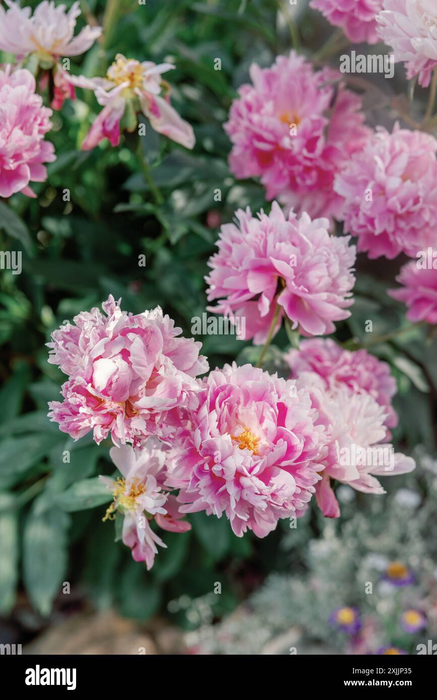 Peonies in full bloom hi-res stock photography and images - Alamy