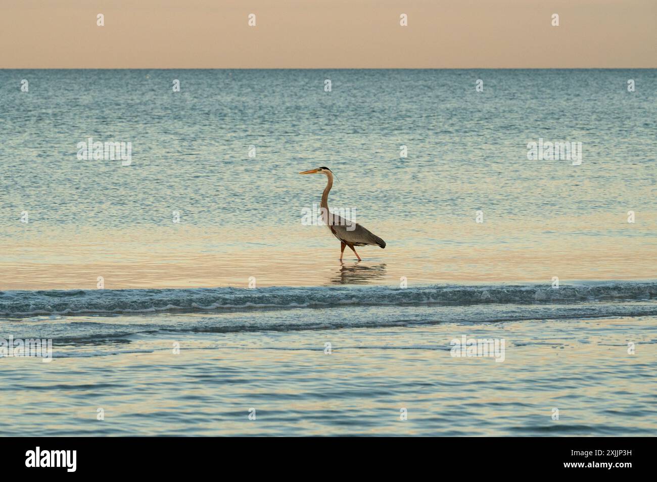 Great blue heron sunset wading in Florida Gulf Coast waters Stock Photo ...