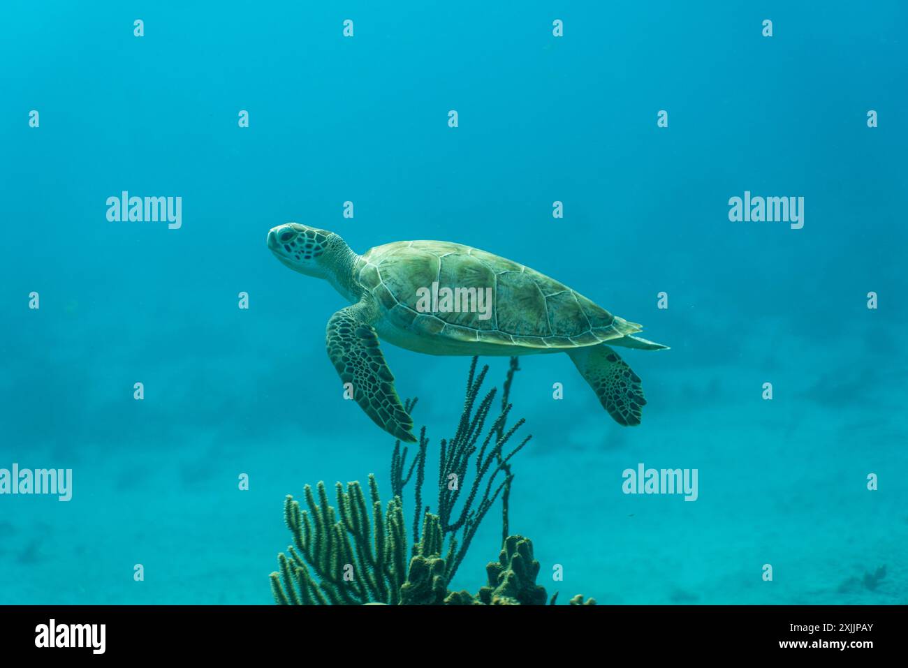 Green sea turtle in current hi-res stock photography and images - Alamy
