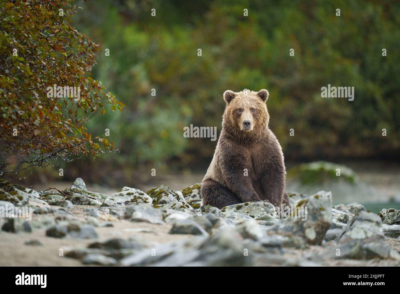 Alaska grizzly bear sitting hi-res stock photography and images - Alamy