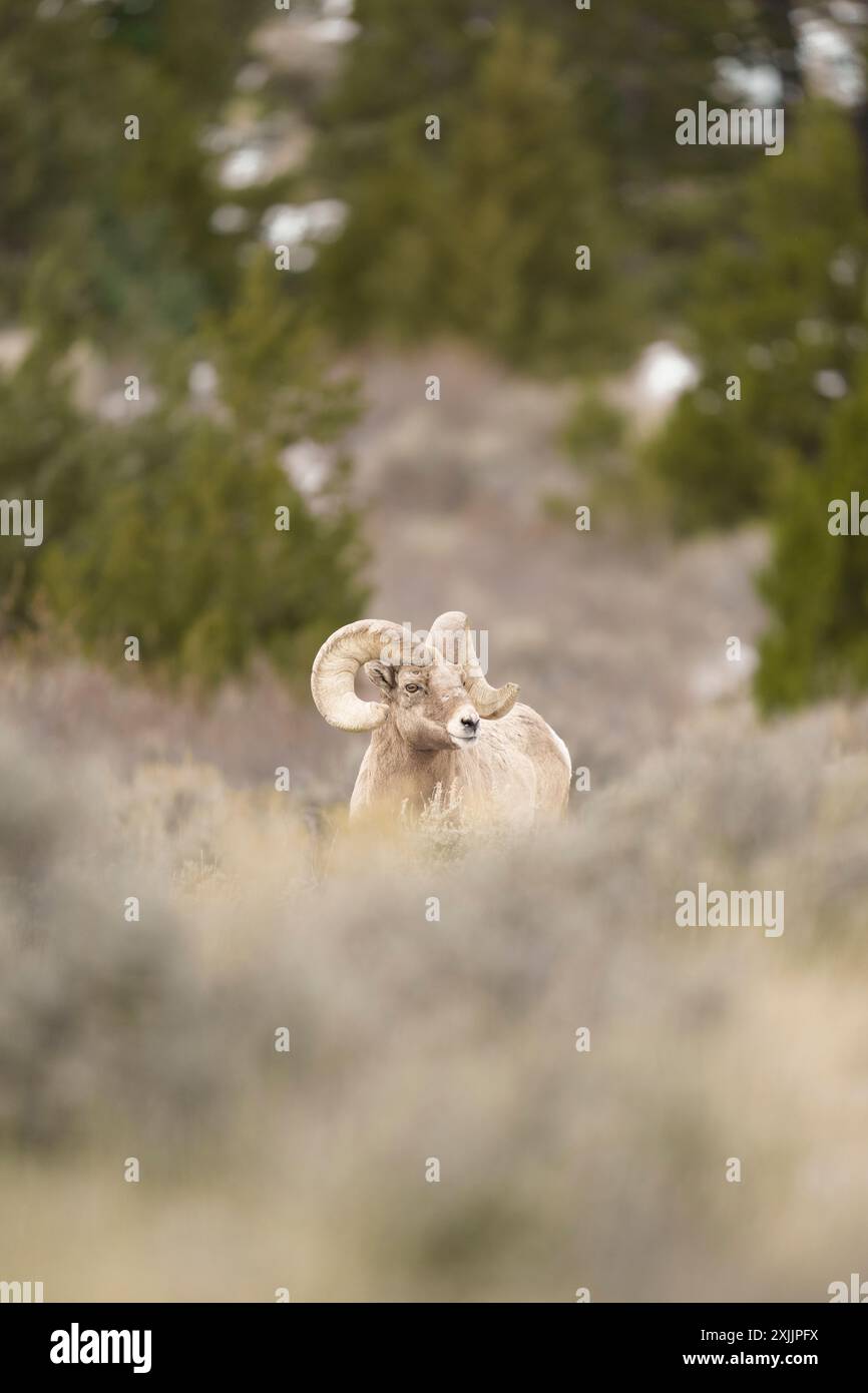 Vertical portrait bighorn sheep ram hi-res stock photography and images ...