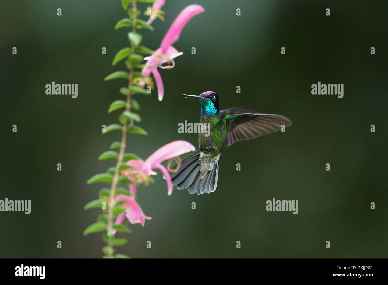 Rainbow hummingbird hi-res stock photography and images - Alamy