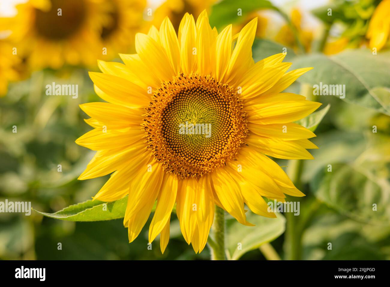 Fibonacci sequence hi-res stock photography and images - Alamy
