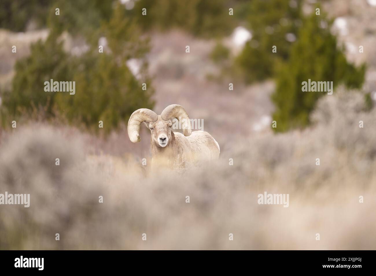 Bighorn sheep ram hi-res stock photography and images - Alamy