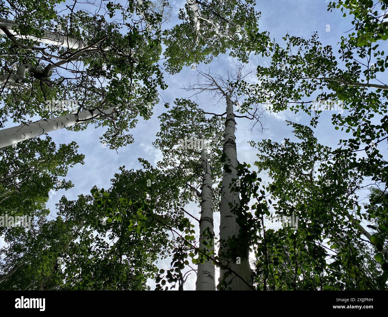 Aspen tree tops hi-res stock photography and images - Alamy