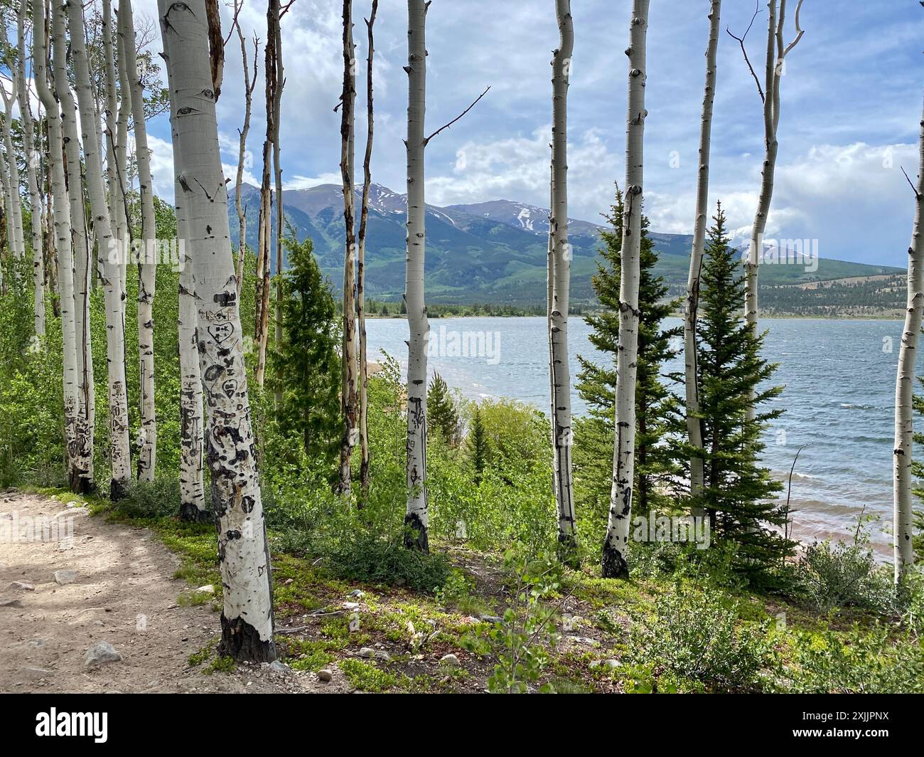 A lake view on a hiking trail surrounded by aspen trees Stock Photo - Alamy