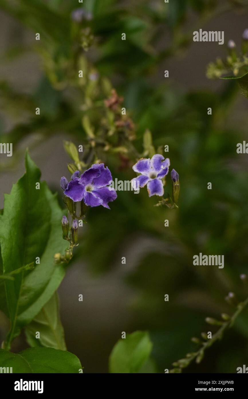 Close up of blooming golden dewdrop flower in the morning Stock Photo ...