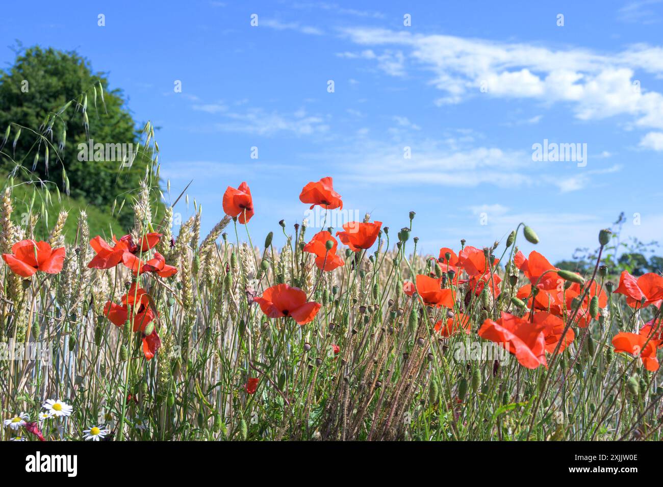 Weald of Kent, UK. 19th July, 2024. Red Field Poppies (Papaver rhoeas ...