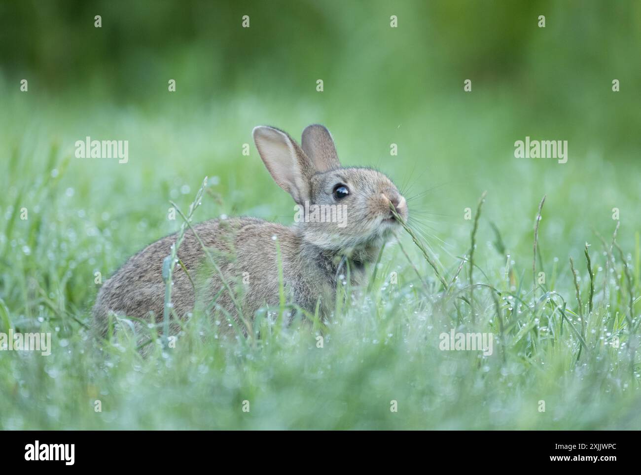 Young rabbit at High Batts Nature Reserve, near Ripon, North Yorkshire ...