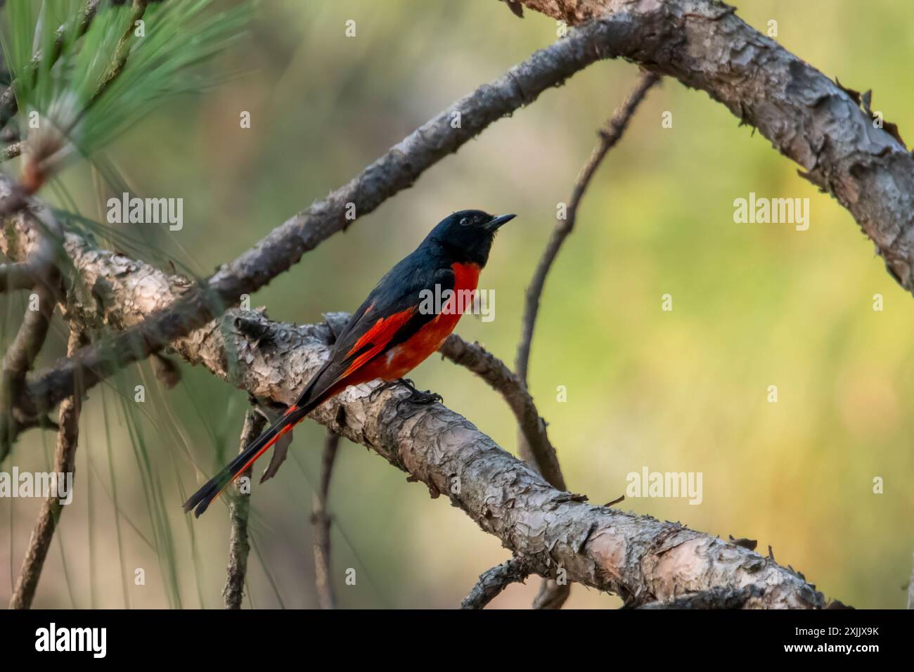 male long-tailed minivet (Pericrocotus ethologus) in Binsar in ...