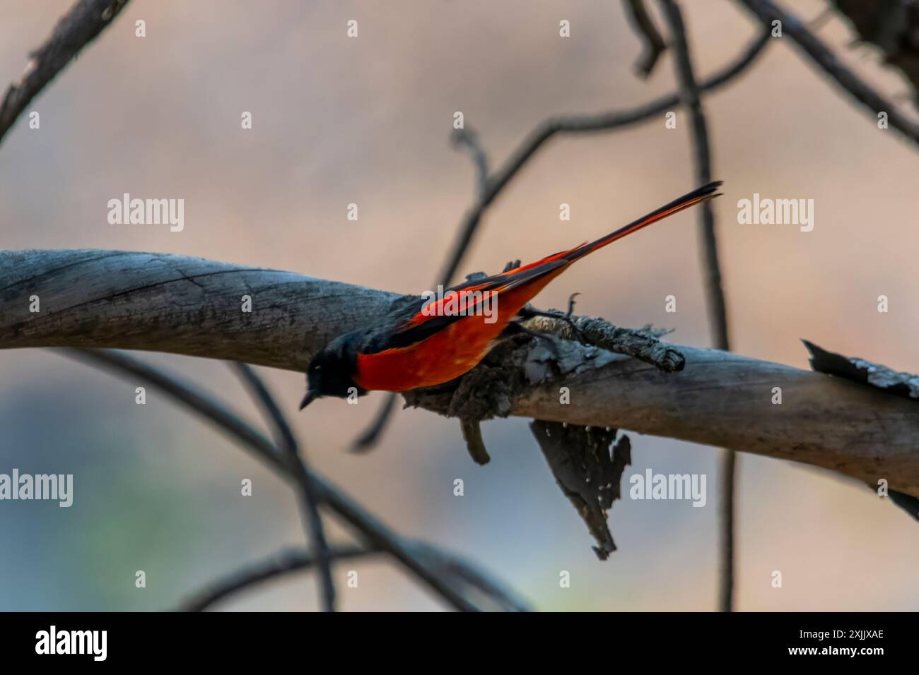 male long-tailed minivet (Pericrocotus ethologus) in Binsar in ...