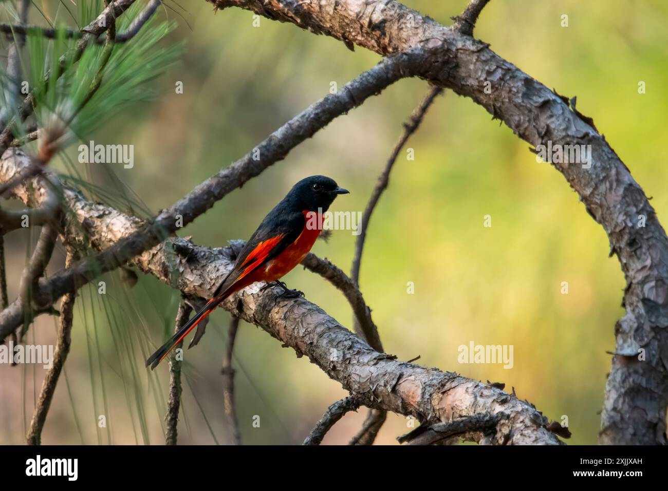 male long-tailed minivet (Pericrocotus ethologus) in Binsar in ...