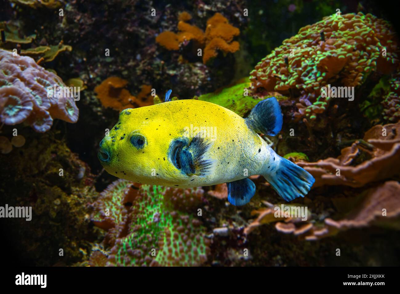 Yellow Blackspotted Puffer Or Dog-faced Puffer Fish Arothron ...