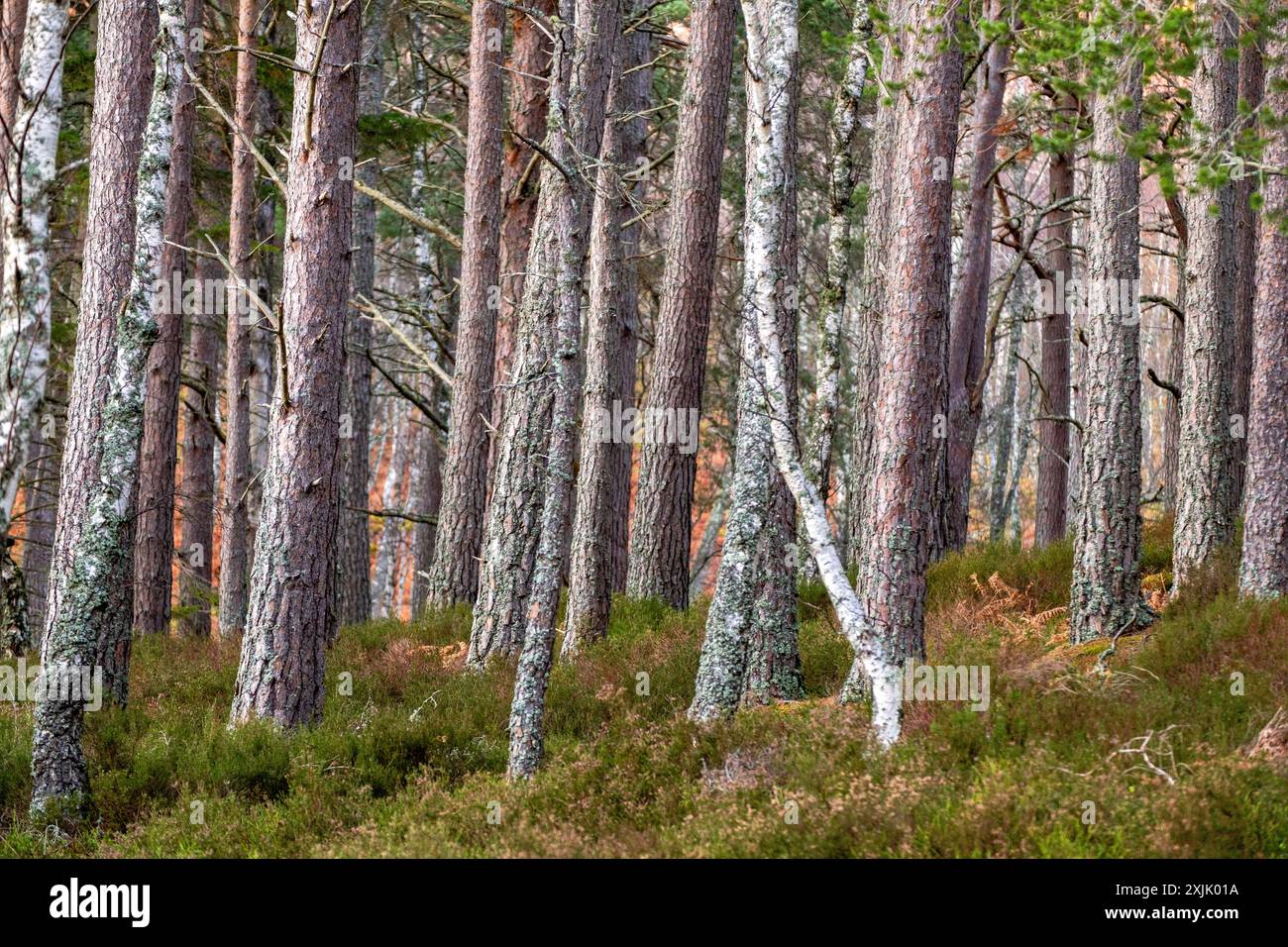 Rothiemurchus Forest, Loch an Eilein, Cairngorms National Park ...