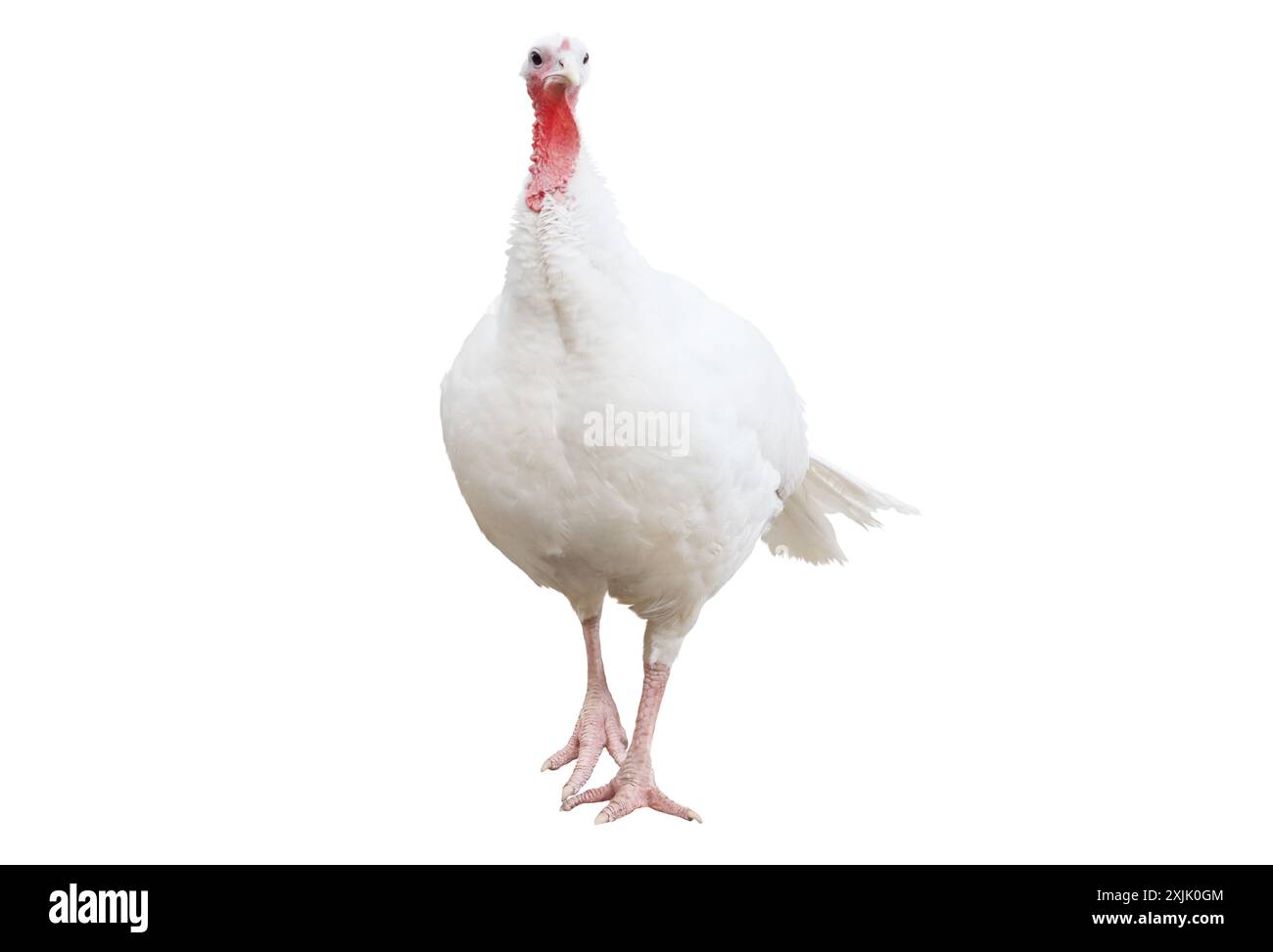 full length turkey isolated on white Stock Photo - Alamy