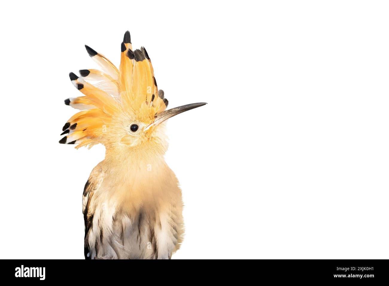 European hoopoe Cut Out Stock Images & Pictures - Alamy