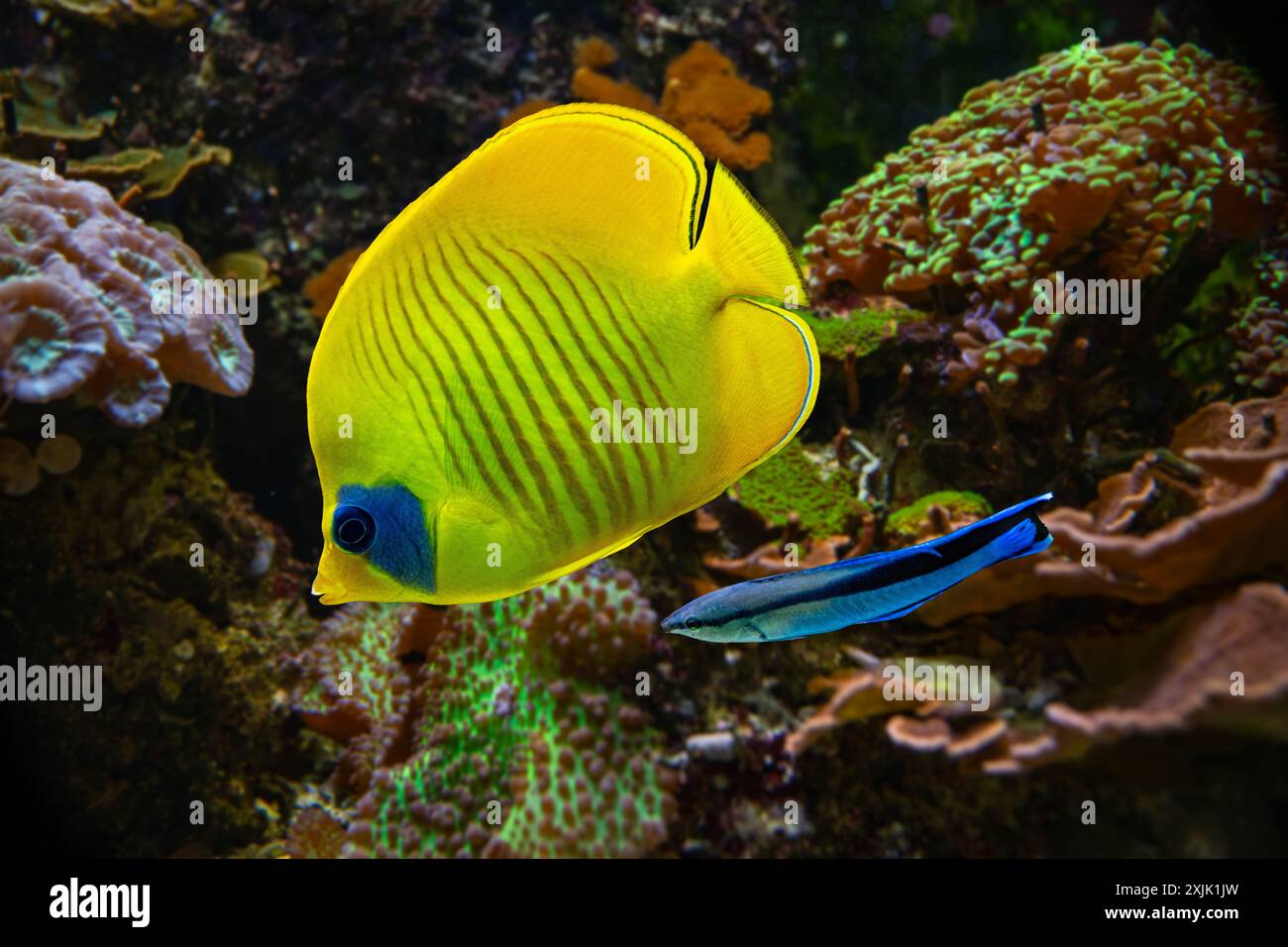 Bluecheek Butterflyfish (Chaetodon semilarvatus), endemic species Stock ...