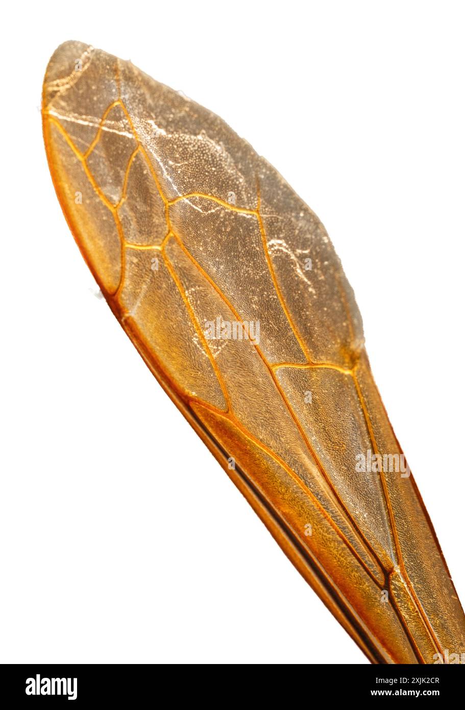 Insect Wing in Extraordinary Close-up. Intricate Patterns of Natural ...