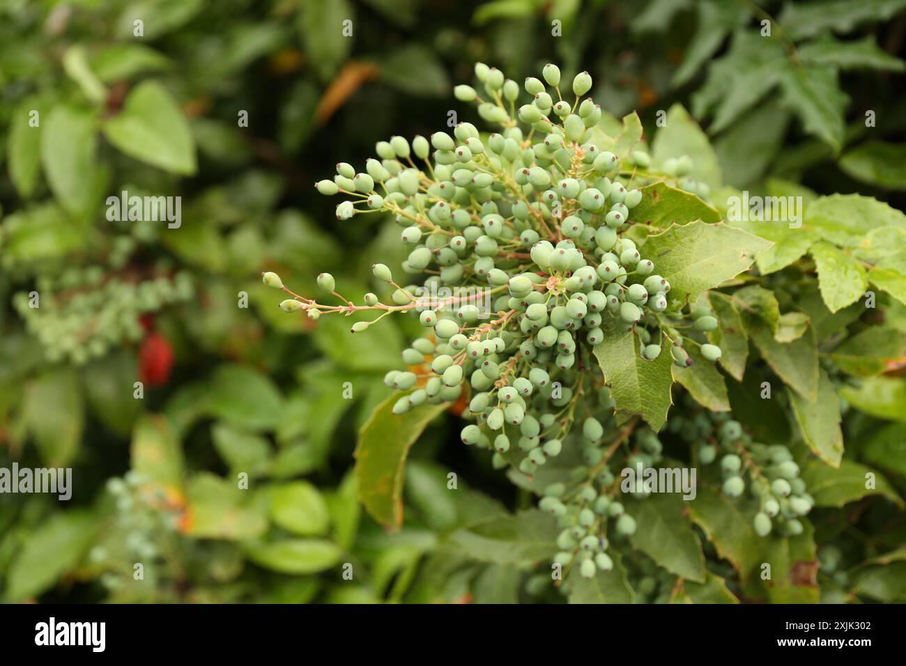 Branches of beautiful mahonia shrub with berries outdoors, closeup ...