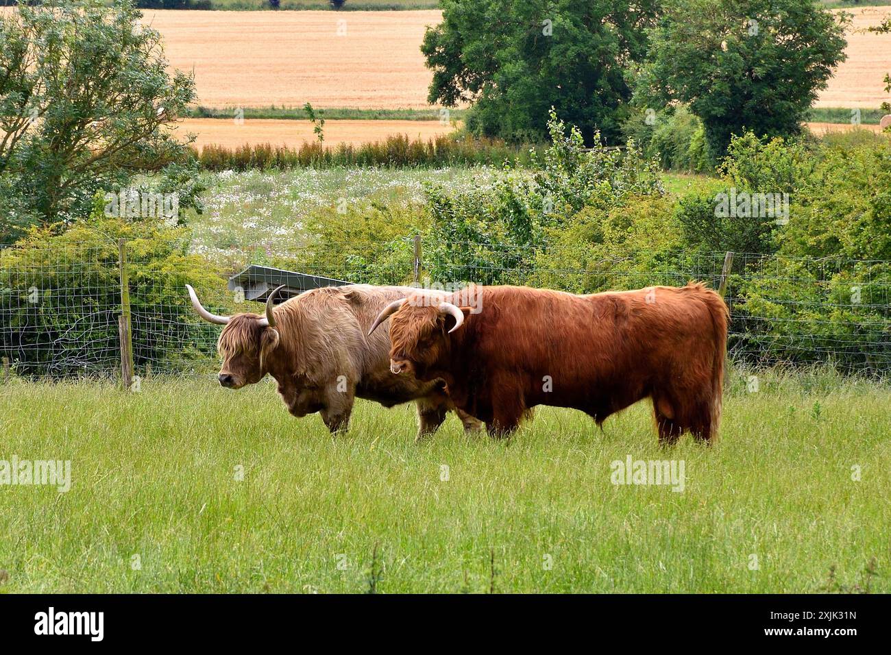 Highland cows at Mainsgill Farm Shop Stock Photo - Alamy