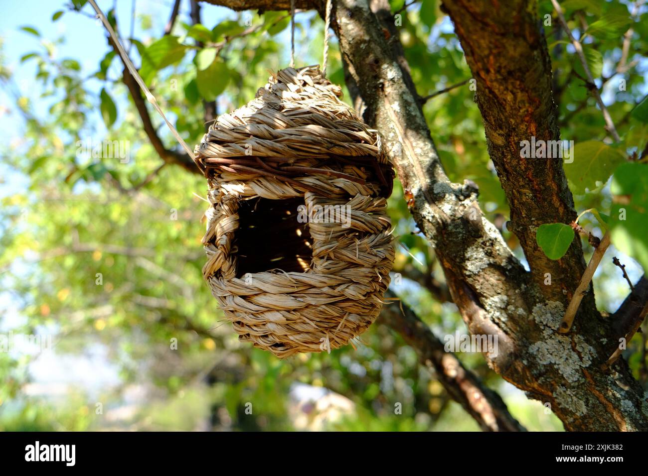 Bird in birdbox hi-res stock photography and images - Alamy
