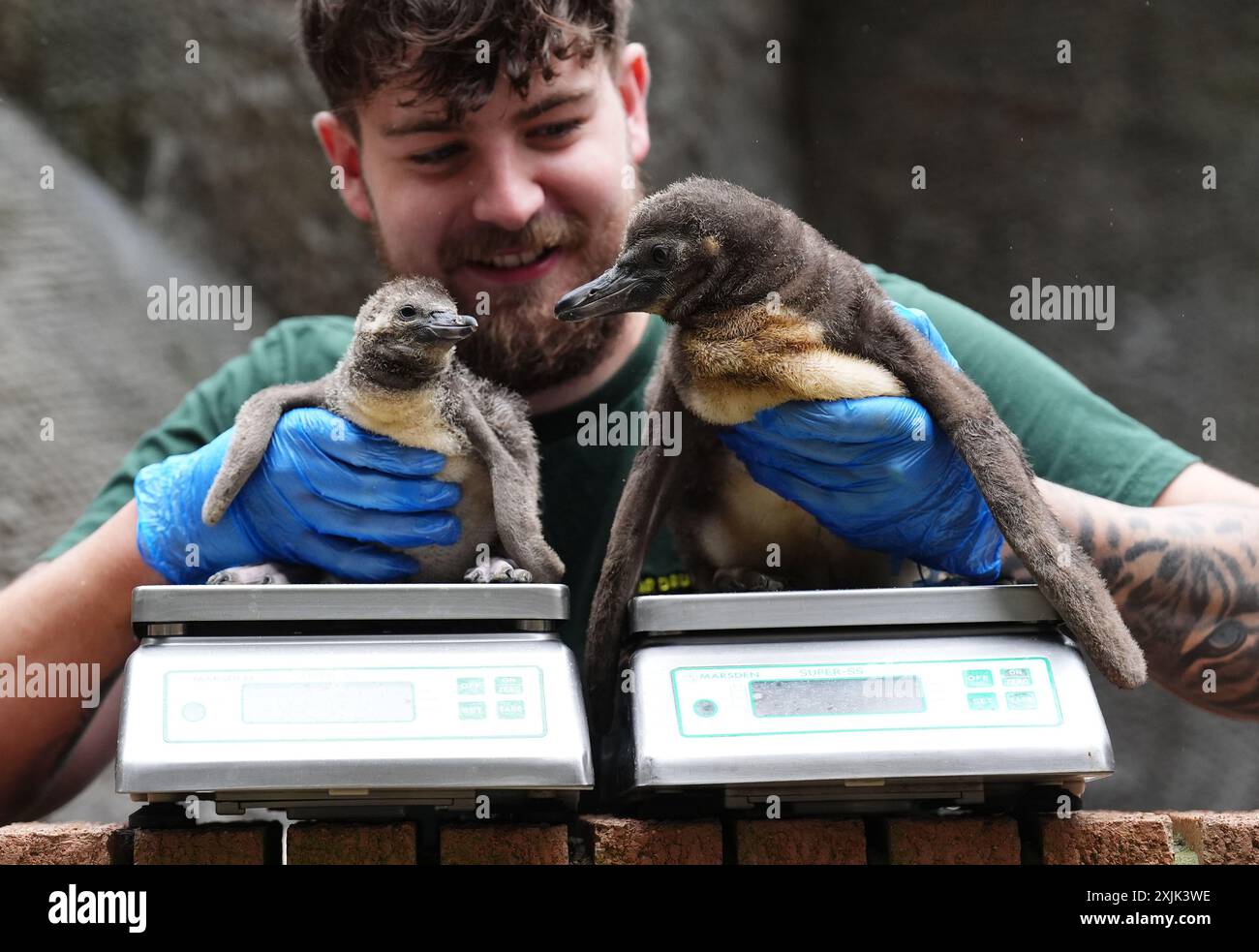 Craig Palmer, Penguin keeper weighs Humboldt penguin chicks Rossco(L) and Bubba at Blair ...
