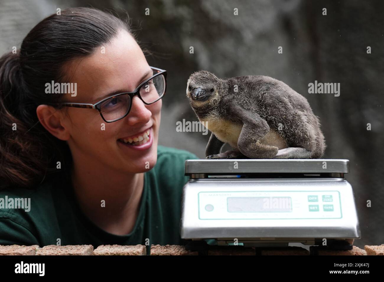 Jen Carpenter, Penguin Team Leader weighs Humboldt penguin chick Rossco ...