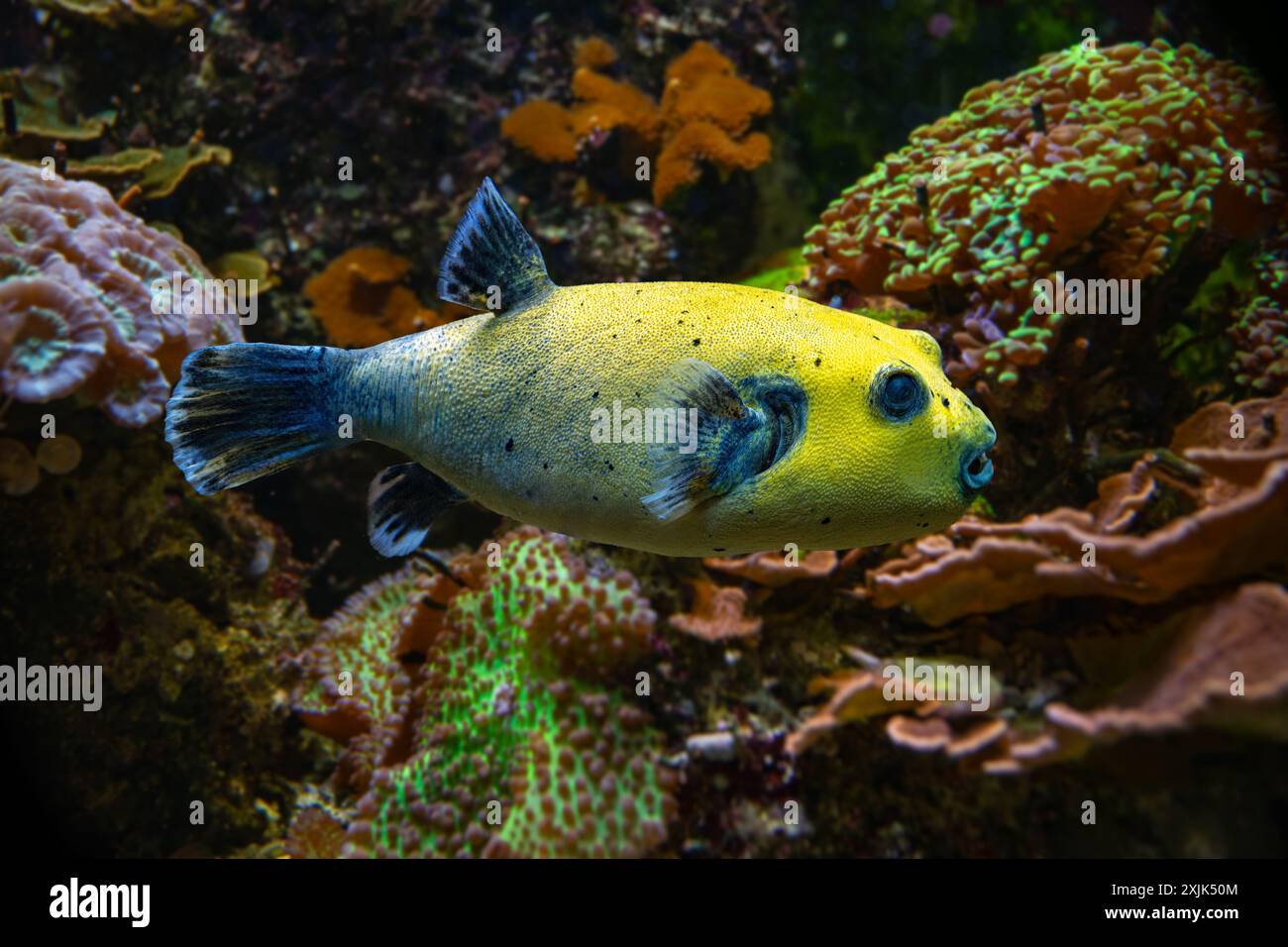 Yellow Blackspotted Puffer Or Dog-faced Puffer Fish Arothron ...