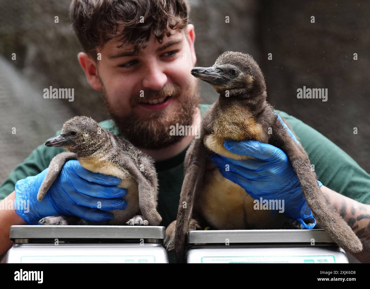 Penguin chicks at blair drummond safari park hi-res stock photography and images - Alamy