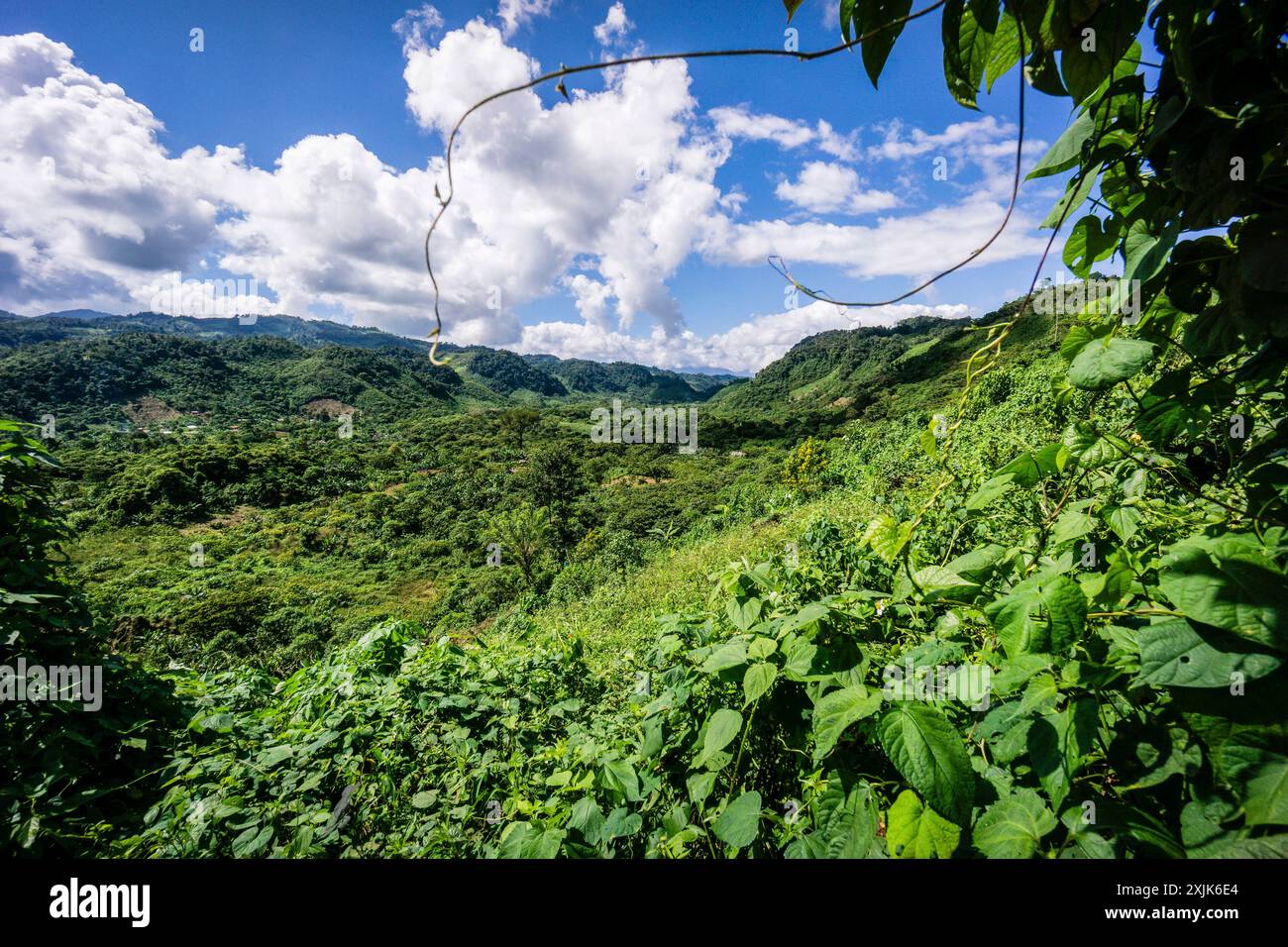 Humid forest near Saquixpec, Sierra de Chama, Reyna area, Quiche ...