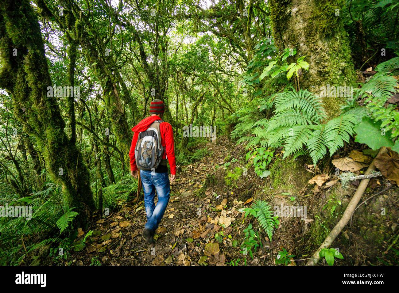 cloud forest on the slopes of the Toliman volcano, Lake Atitlan ...