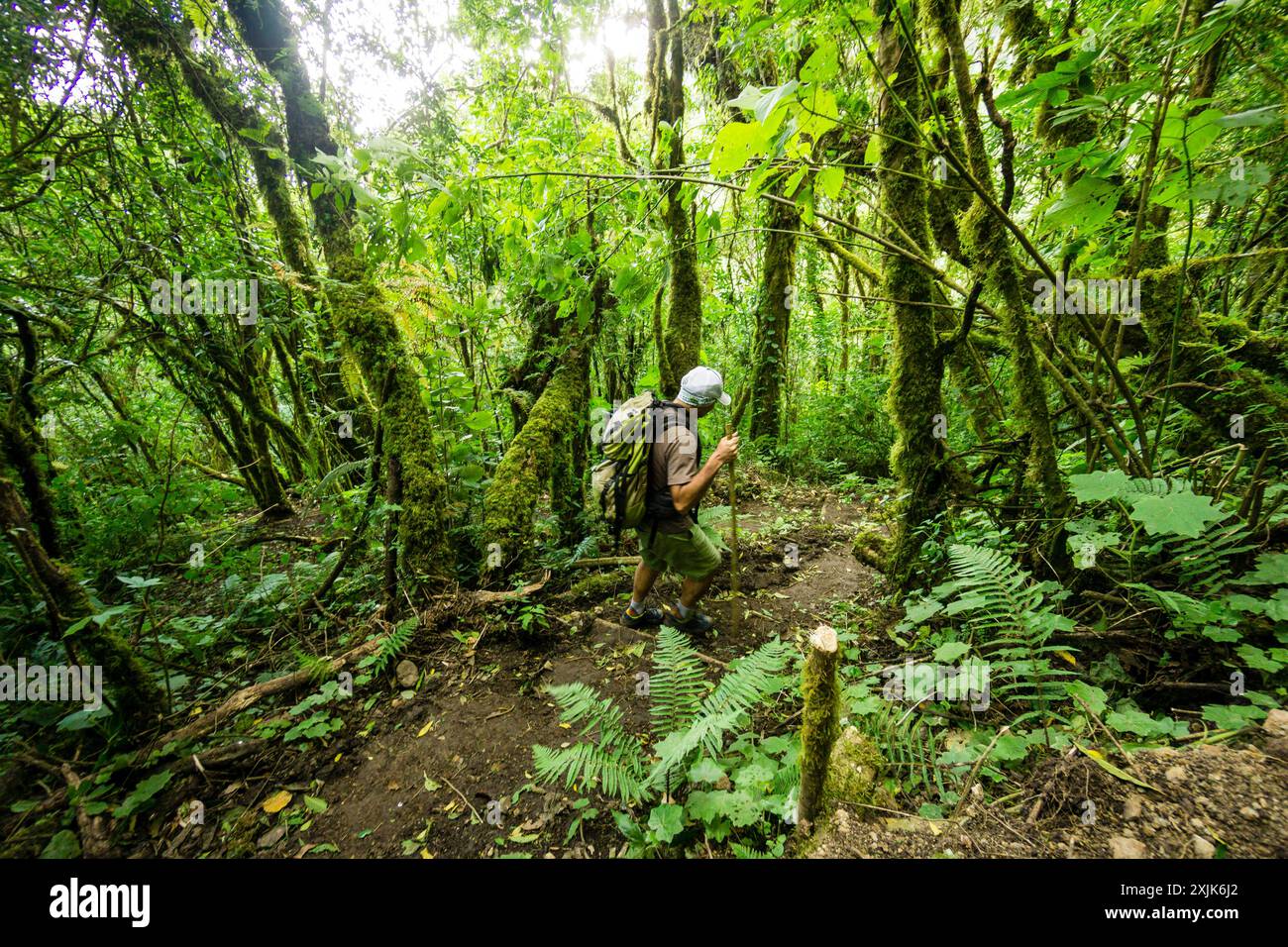 Hikers, cloud forest on the slopes of Tolimán volcano, Lake Atitlán ...